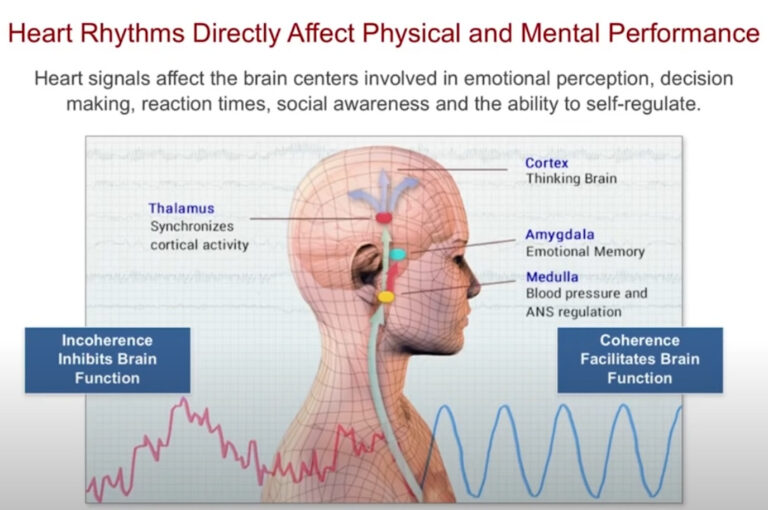 Was Ihr Herzrhythmus über ihre körperliche und mentale Leistungsfähigkeit aussagt